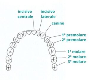 Numerazione denti - Come si contano i denti?